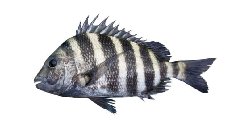 Grouper Taste & Cooking - The Quick Guide | Upland Coast