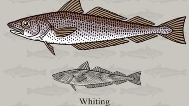 Sheepshead: What it Tastes Like & How to Cook It | Upland Coast