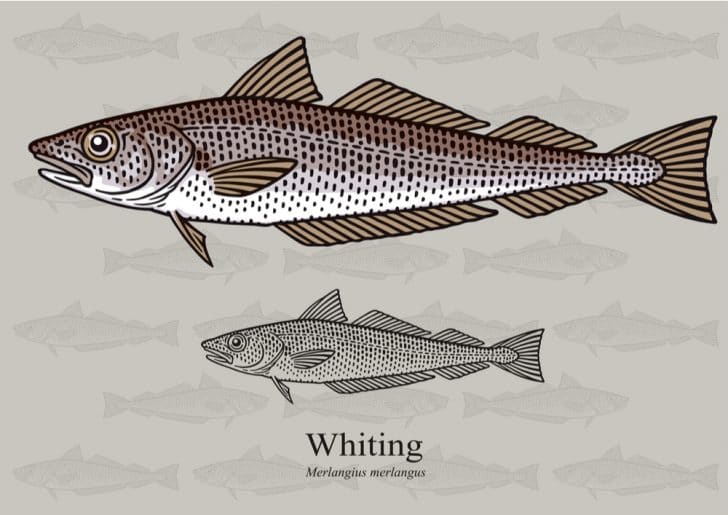 Whiting: What it Tastes Like & How to Cook It | Upland Coast