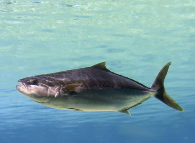 Cobia: What it Tastes Like & How to Cook It