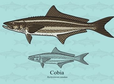 Cobia: What it Tastes Like & How to Cook It