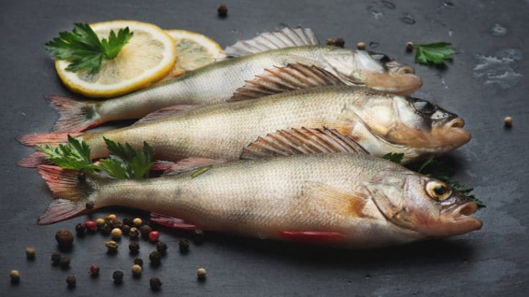 Sheepshead: What it Tastes Like & How to Cook It | Upland Coast